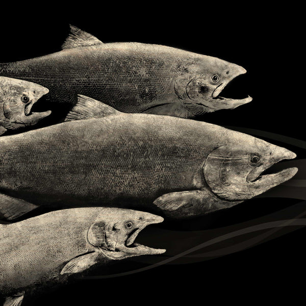 King of the Salmon - Leading Them Home - By Land By Sea By Air
