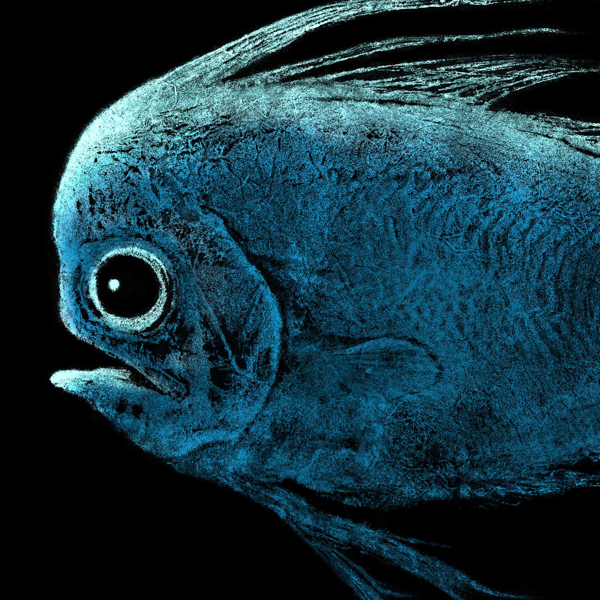 Deep Sea Mane Fish - By Land By Sea By Air