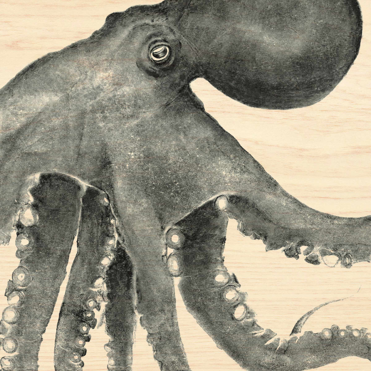 Young Giant Pacific Octopus - By Land By Sea By Air